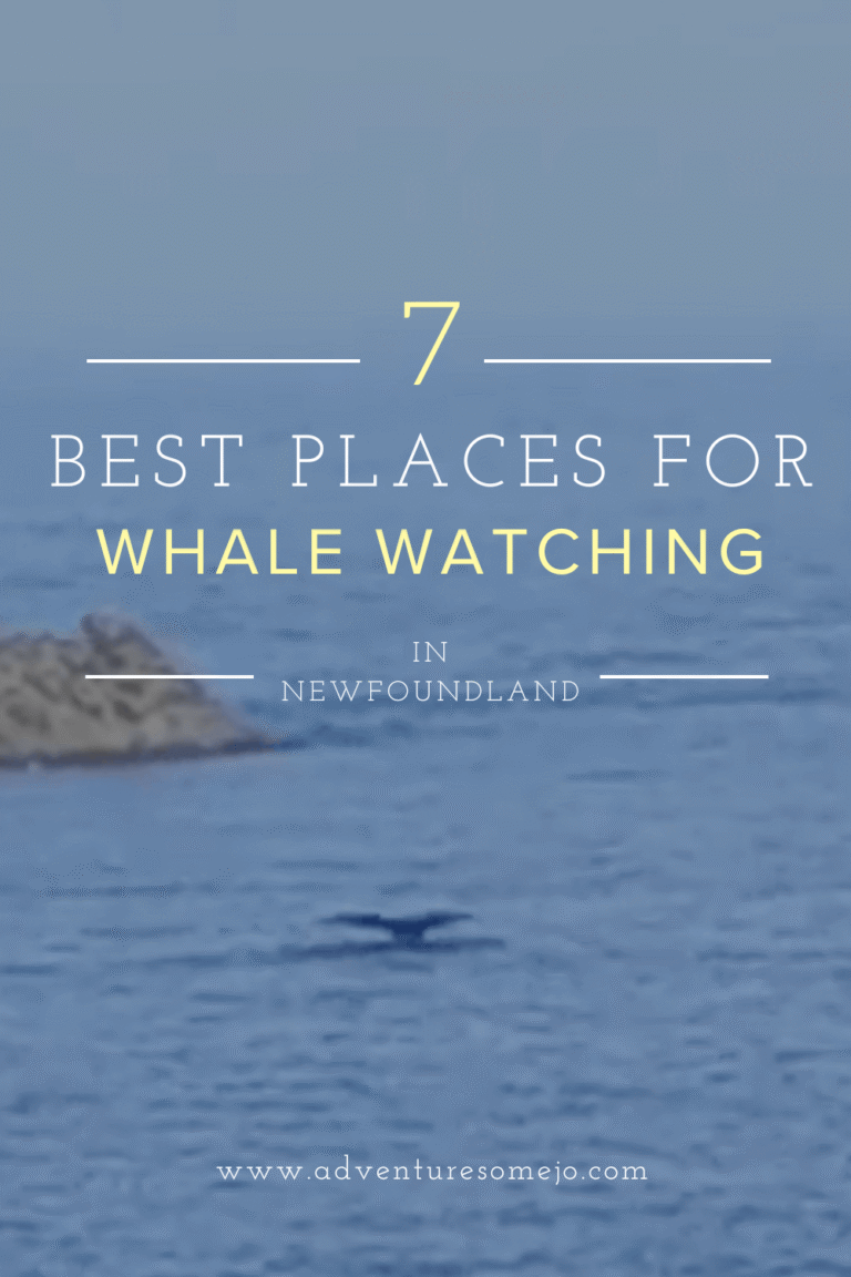 Whale Watching In Newfoundland: Best Times, Places, And Tips